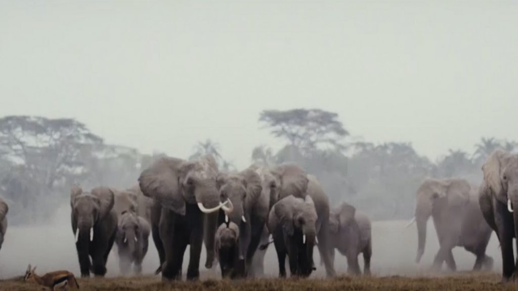 Amarula — We are Picnic